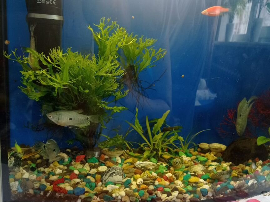 Аквариумные рыбки