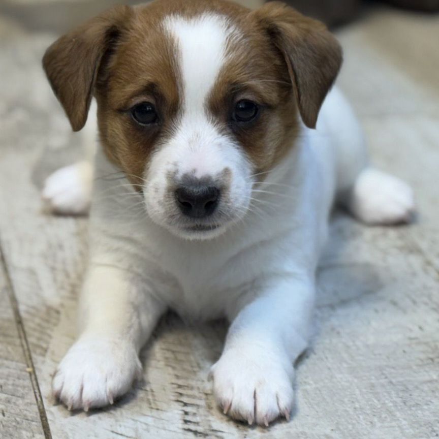 Джек-рассел-терьер, щенок