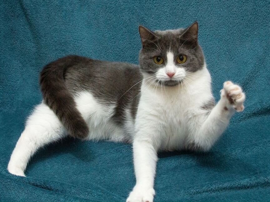 Кошка в дар