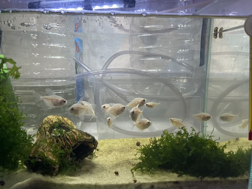 Аквариумные рыбки тернеции