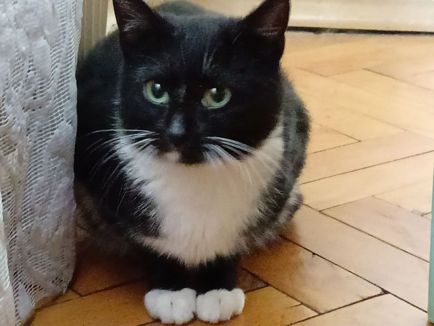 Кошки в добрые руки бесплатно