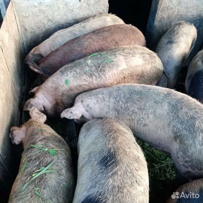 Продаю свиней живым весом