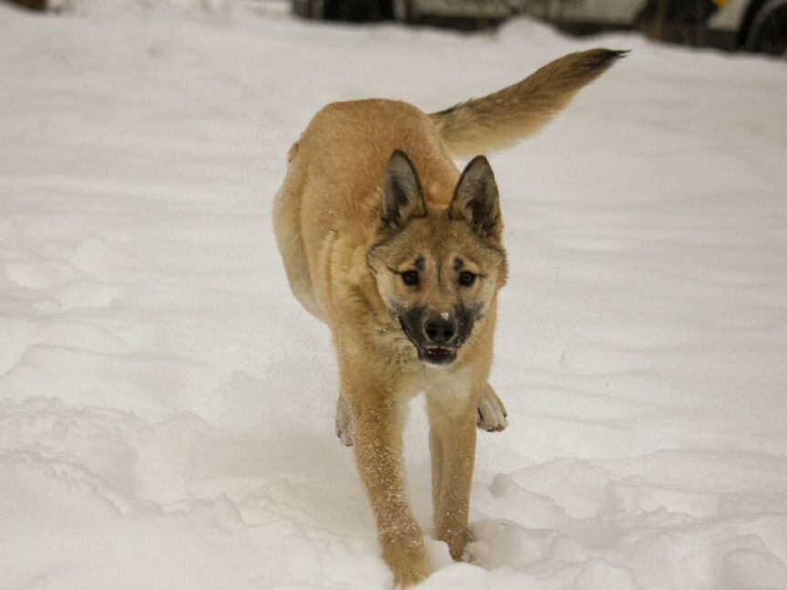 Собака в добрые руки щенок девочка