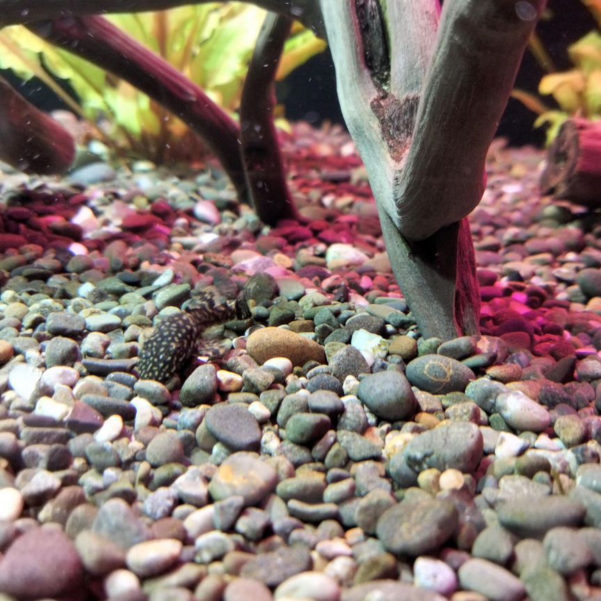 Мальки анциструса