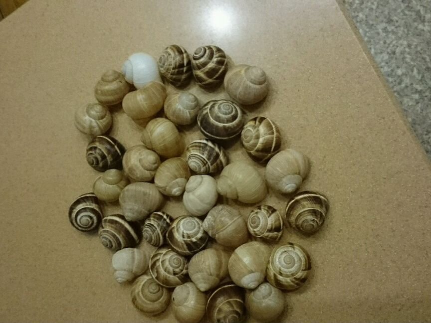 Ракушки виноградной улитки