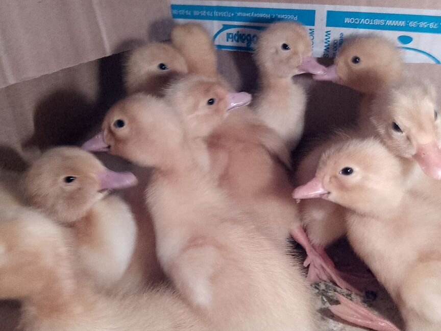 Утята домашние