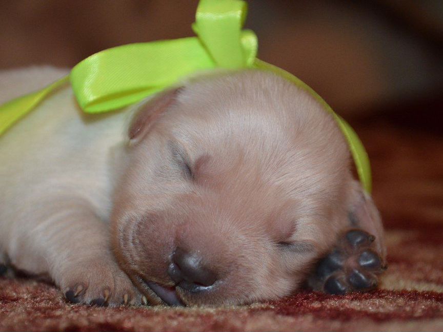 Золотистый ретривер щенки