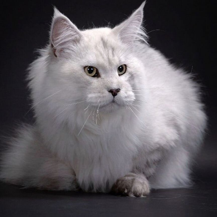 Молодой шадед кот, мейнкун (ns11)