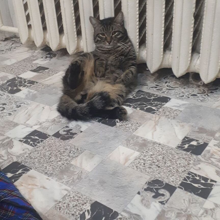Котик 11 месяцев