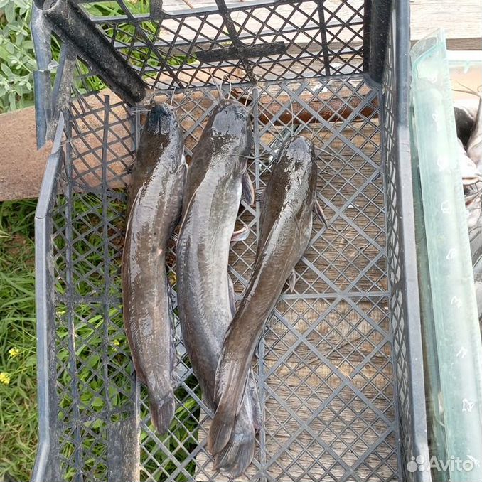 Африканский сом