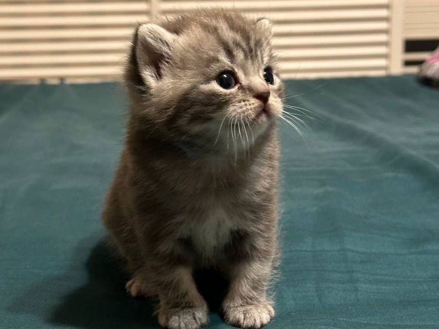 Шотландская прямоухая котята