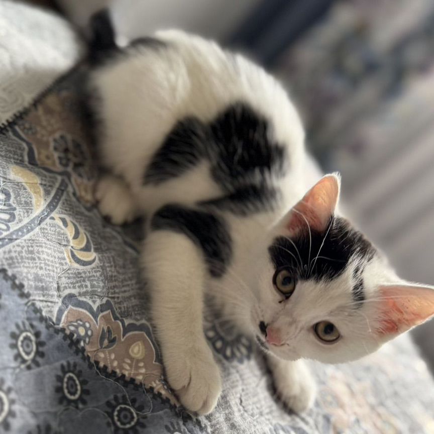Кот в добрые руки