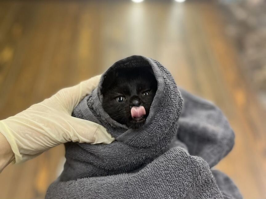 Котёнок Уголёк ищет домик