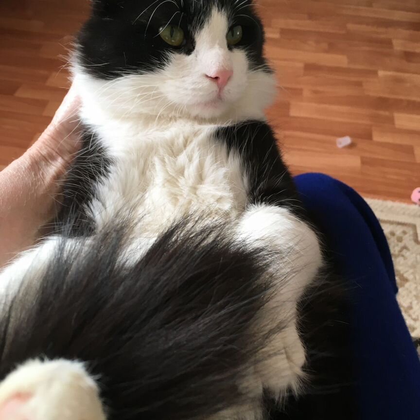 Красавчик Гоша