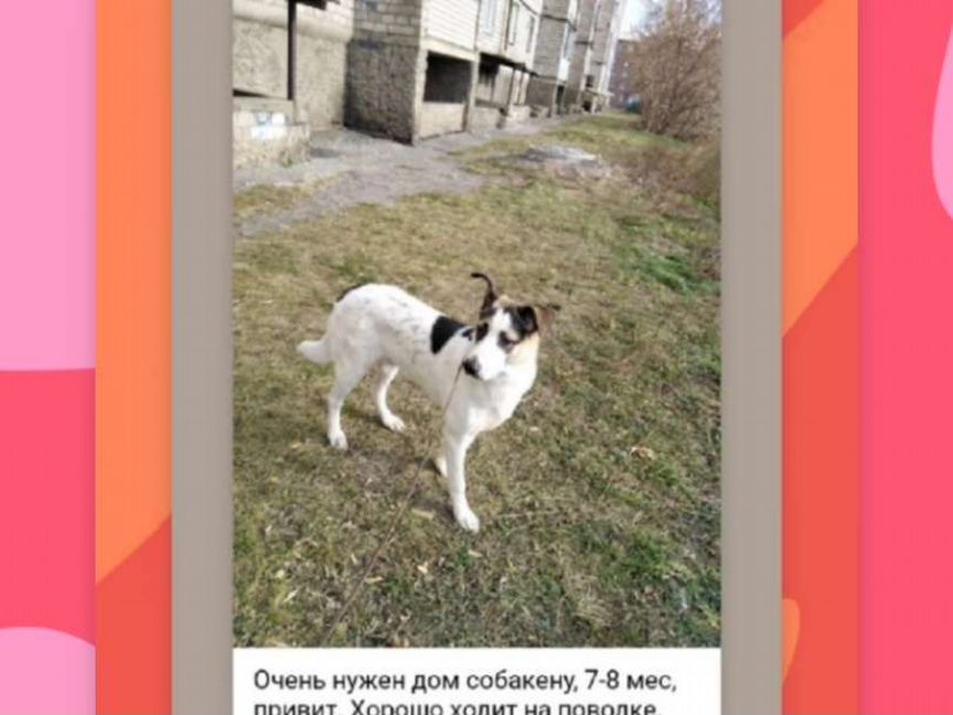 Щенок 7 мес, мальчик