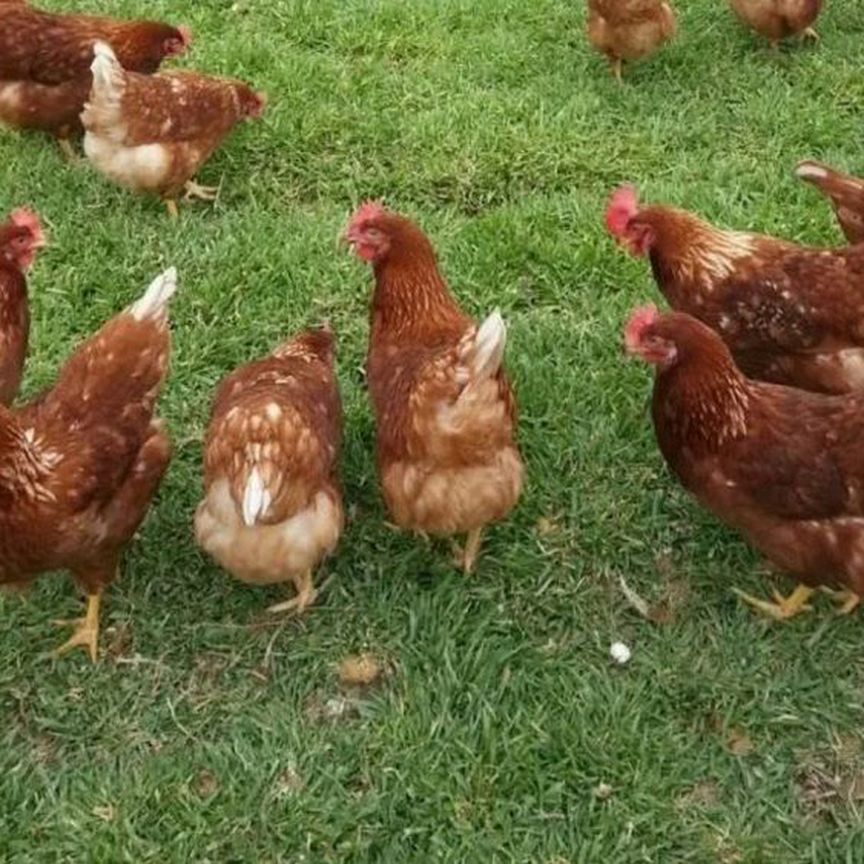 Несушка курица