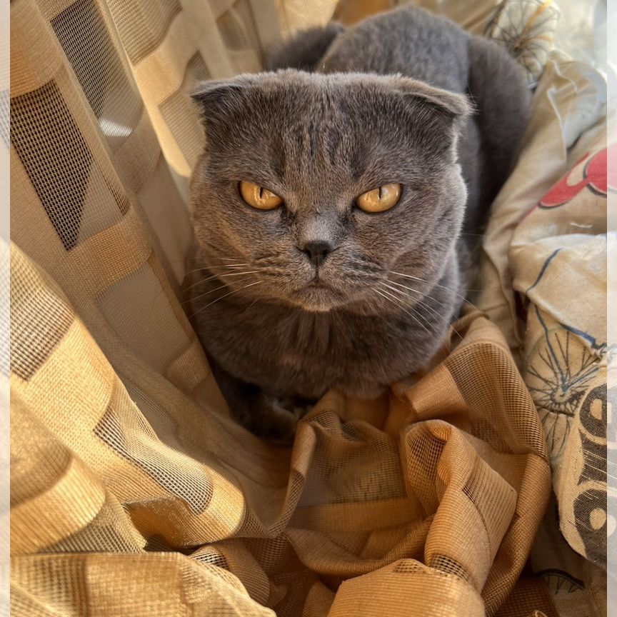 Британский короткошёрстный, взрослый кот