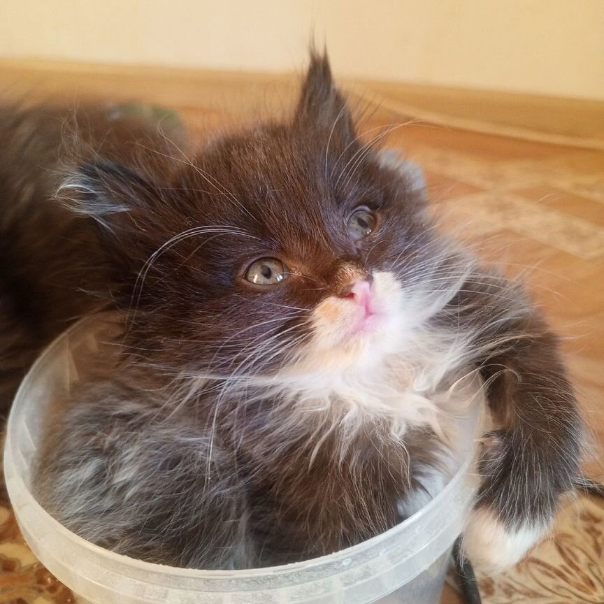 Котята