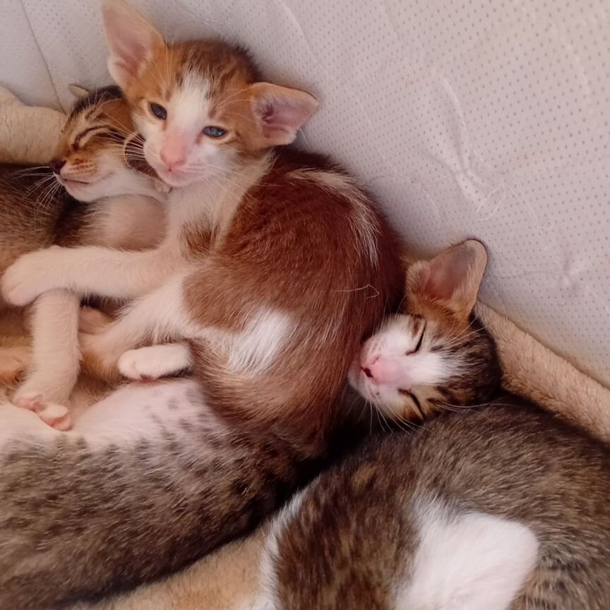 Ориентальный котёнок