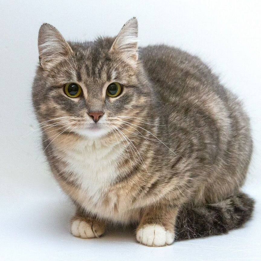 Ласковая кошечка