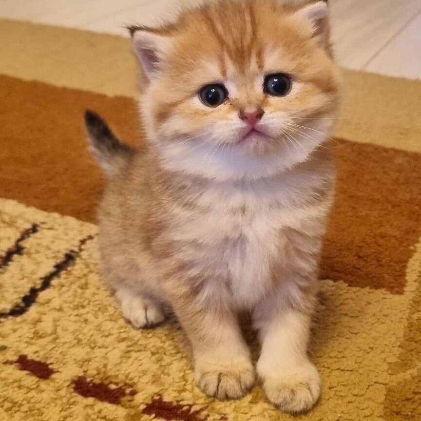 Британский короткошёрстный котёнок