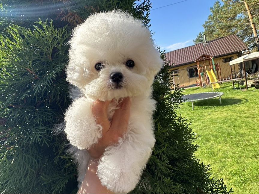 Бишон фризе тикап импорт девочка мальтипу