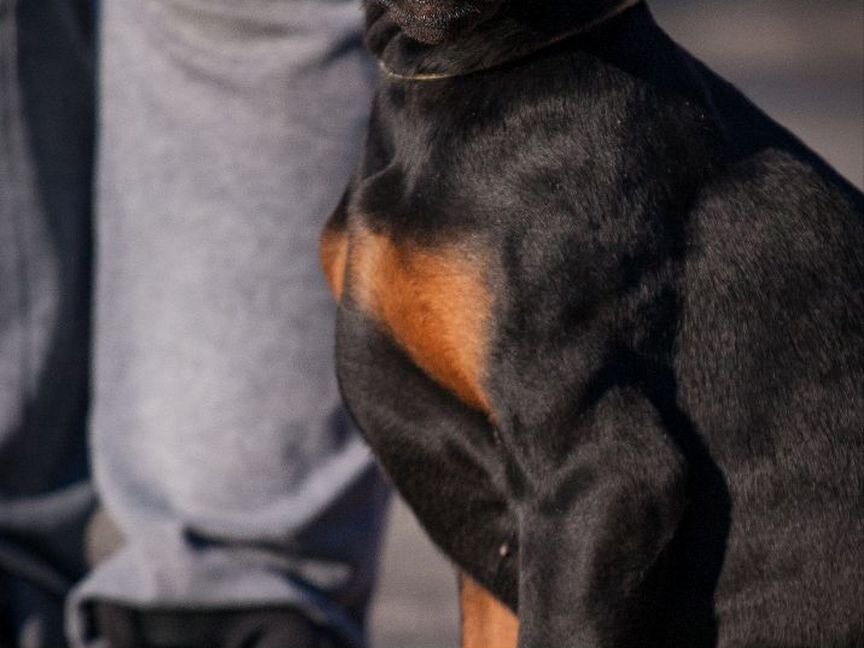 Щенки добермана