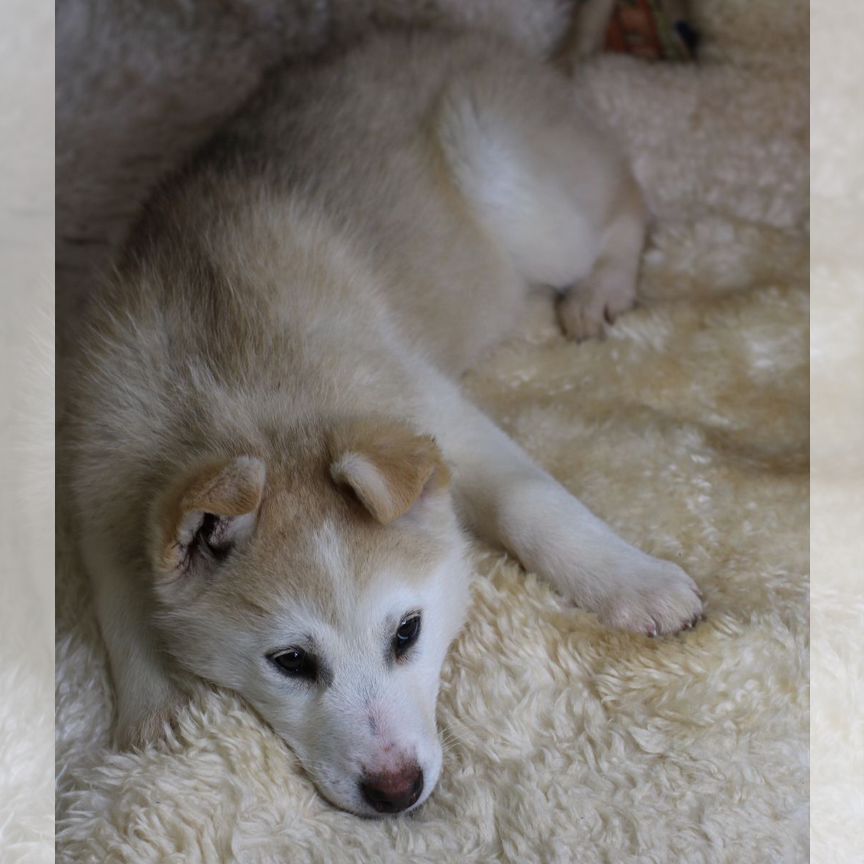 Щенок 2 месяца