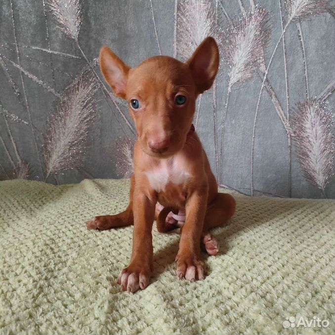 Фараонова собака