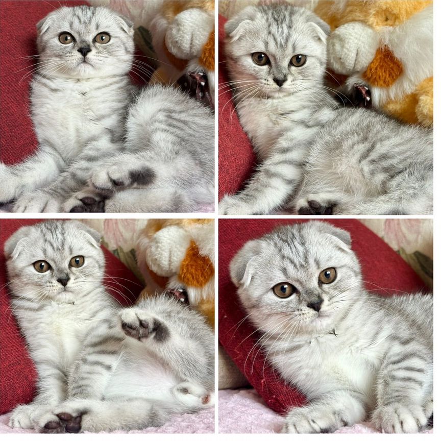 Шотландские вислоухие котята