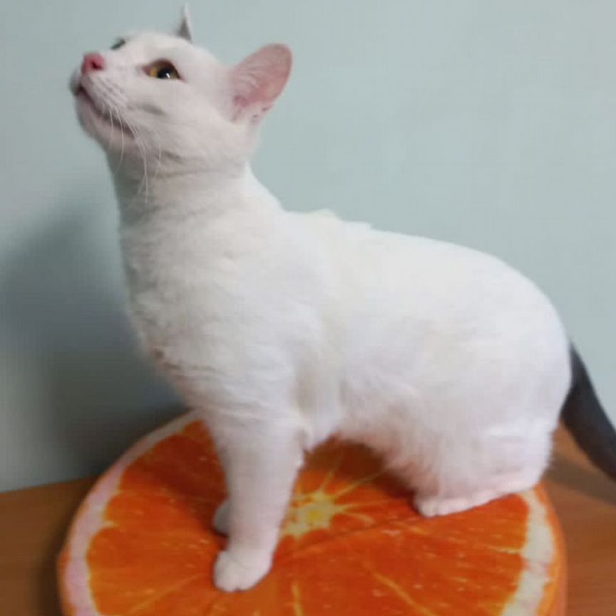 Котик