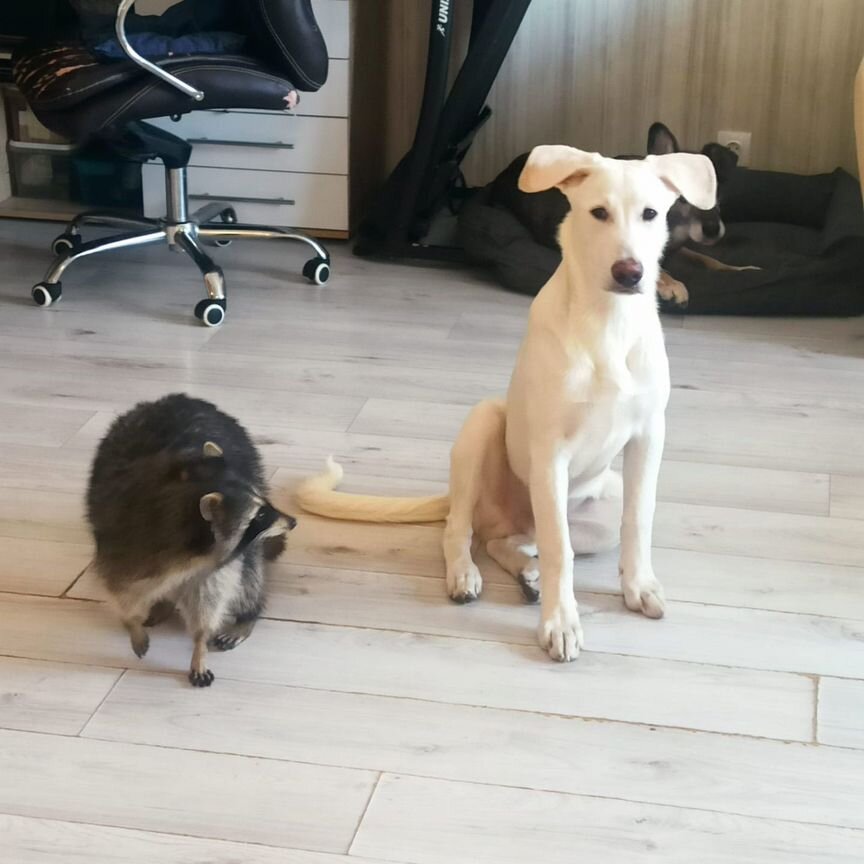 Беляш в дар