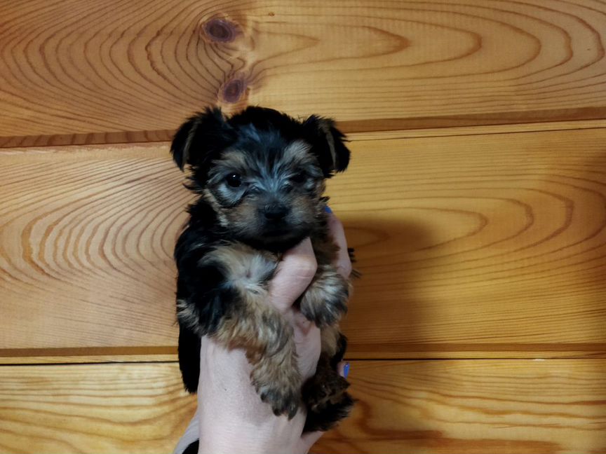 Йоркширский терьер щенки