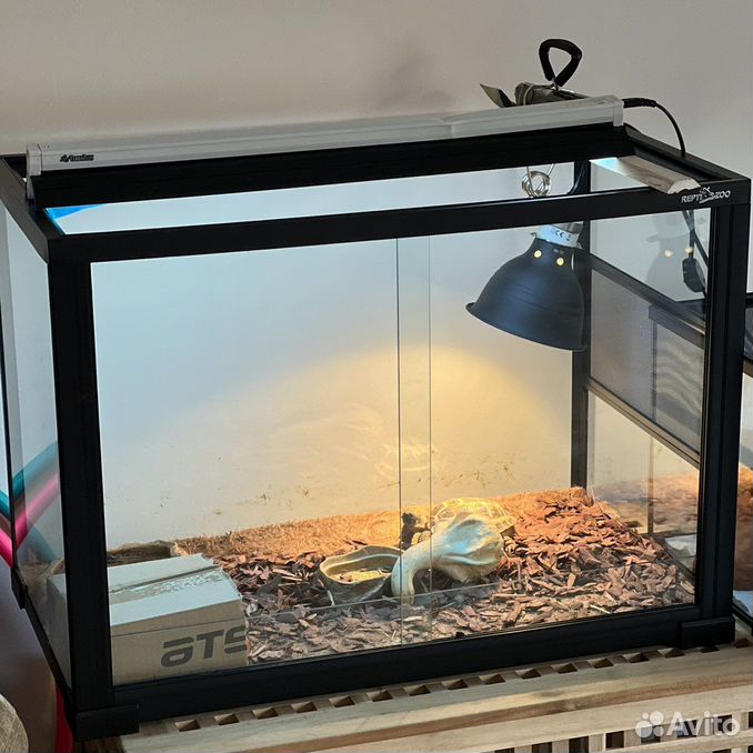 Черепаха сухопутная с террариумом москва