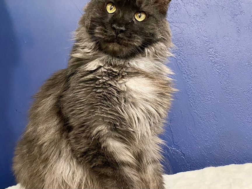 Мейн-кун черный дым кошечка