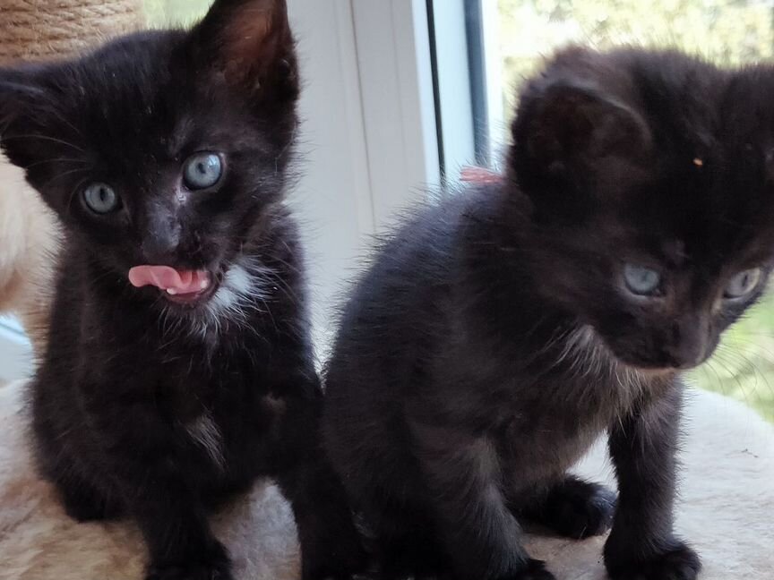 Черные котята в самые любящие руки