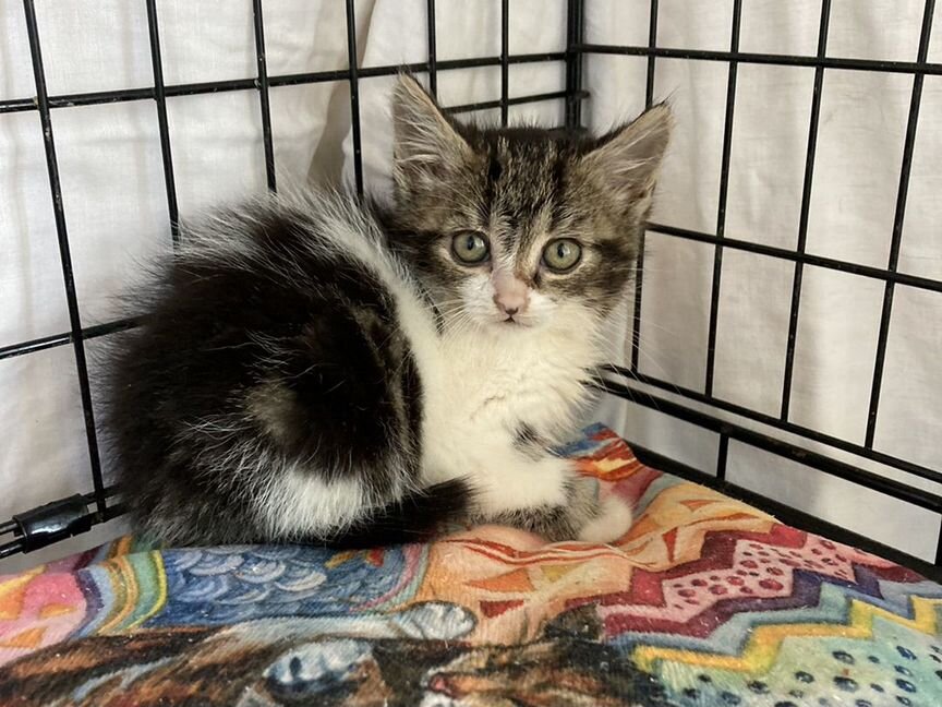 Котята в добрые руки бесплатно