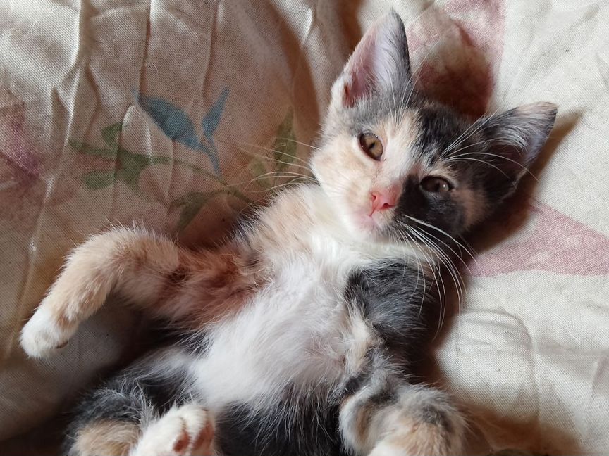 Две девочки красотки в добрые руки