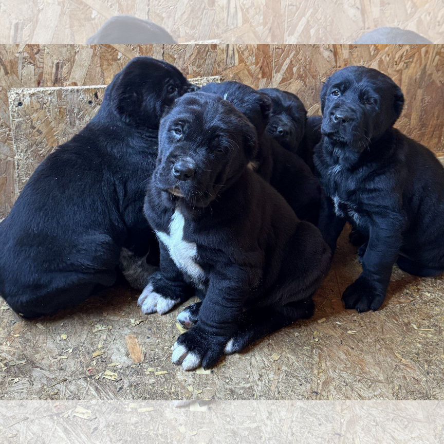 Среднеазиатская овчарка, щенок