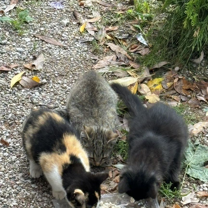 Котята в добрые руки