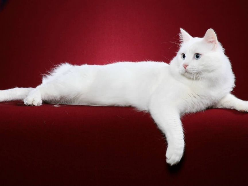 Кошка турецкая ван