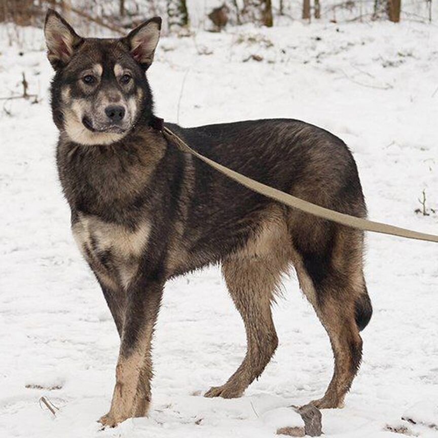 Микки Маус