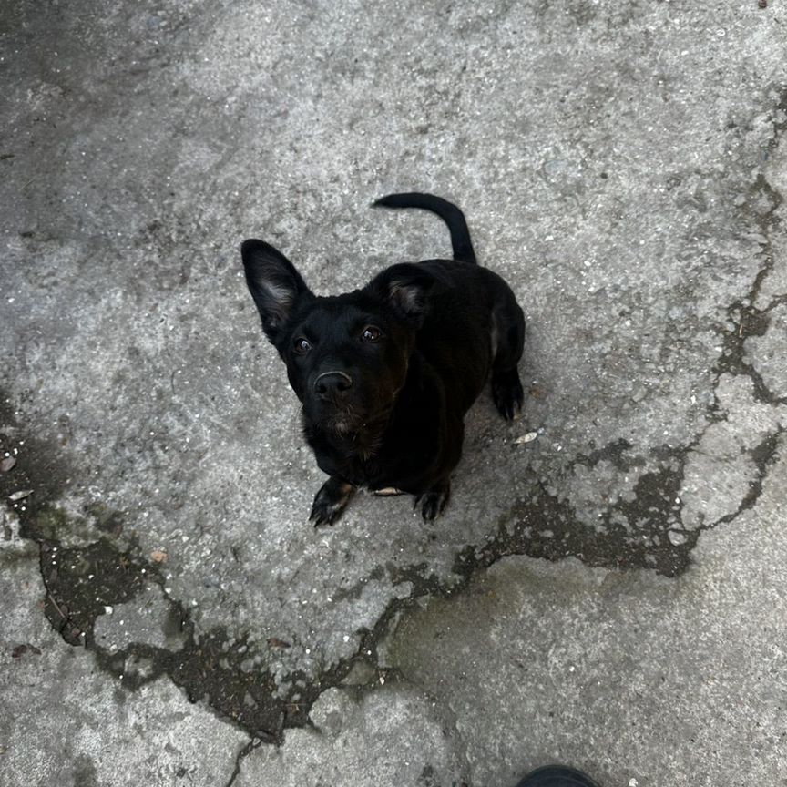 Щенки мелких пород