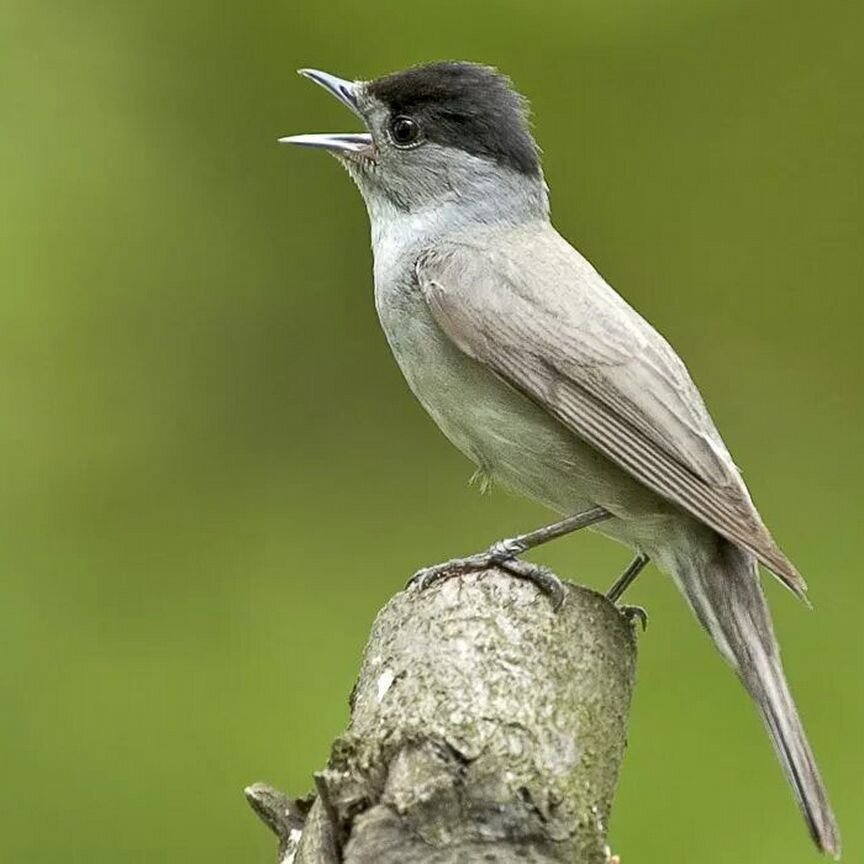 Соловей (Черноголовка)