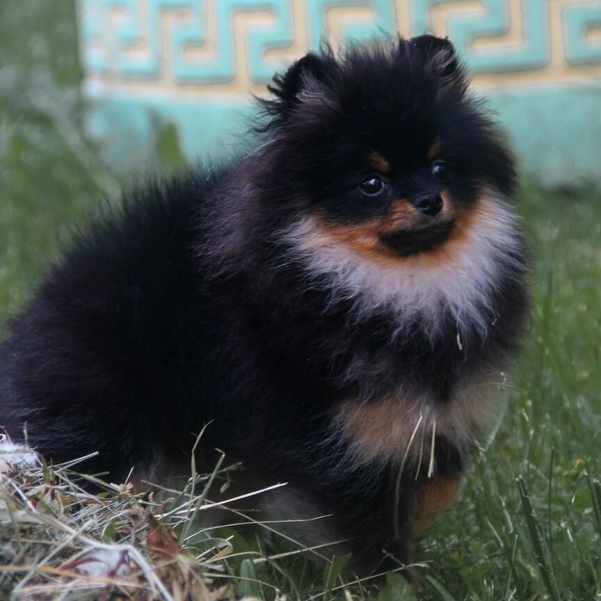 Померанский шпиц мини мальчик