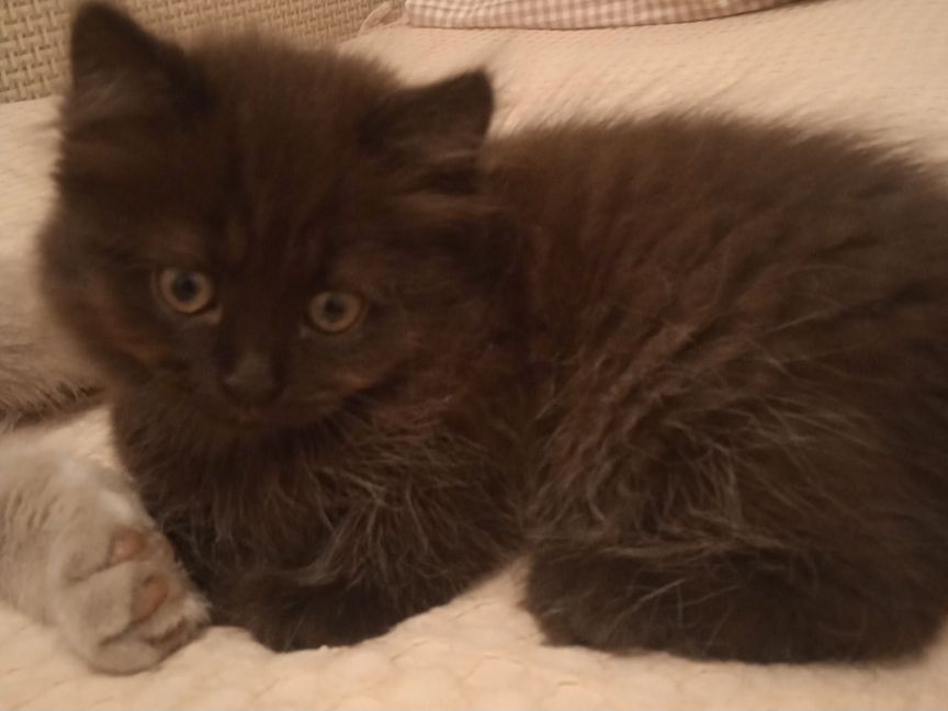 Котята полушотландцы