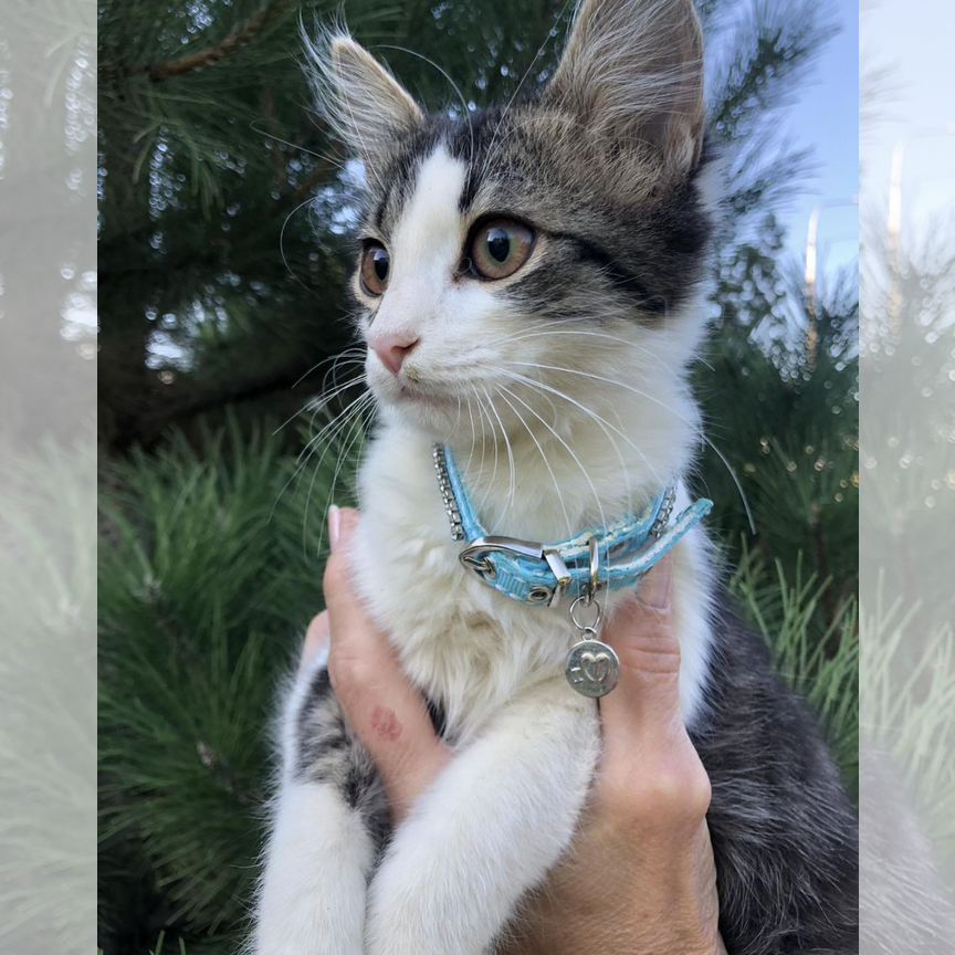 Котёнок ив добрые руки