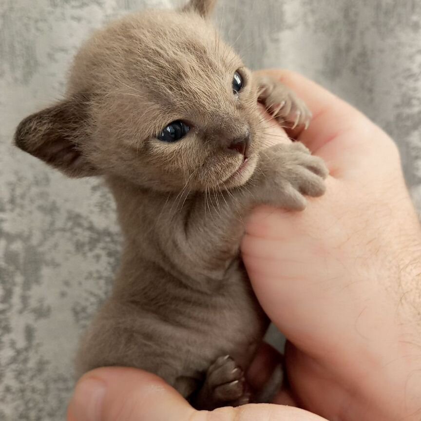 Коты и кошки