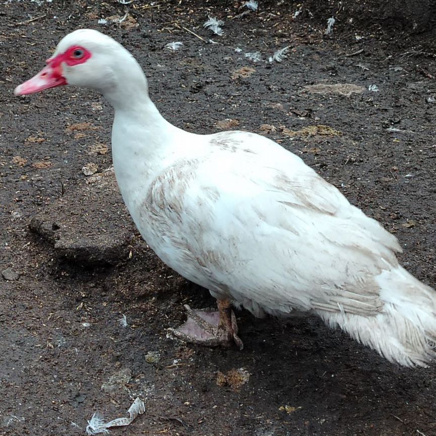 Утки мускусные белые (шипуны)