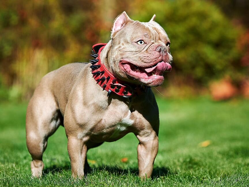 Американский булли Экзот - взрослая девочка